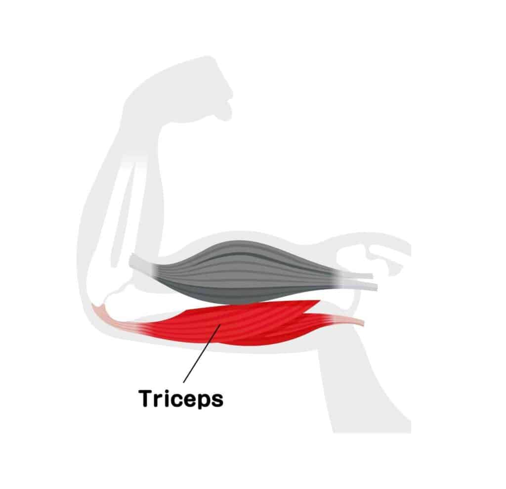 Tricep Bar (Hammer Curl Bar) vs EZ Curl Bar - Muscle And Recovery